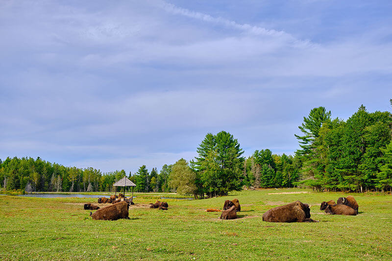 Discover the bison | Parc Omega
