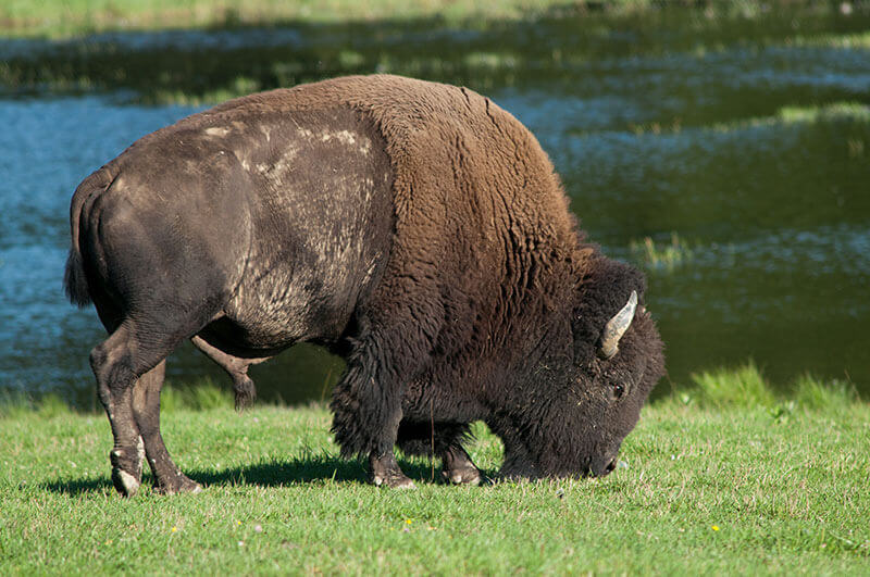 Discover the bison | Parc Omega