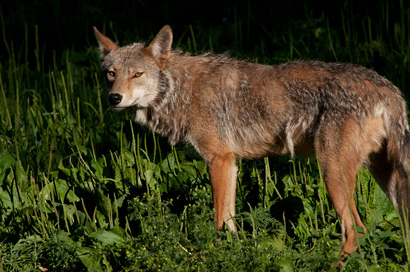Découvrez le coyote | Parc Oméga