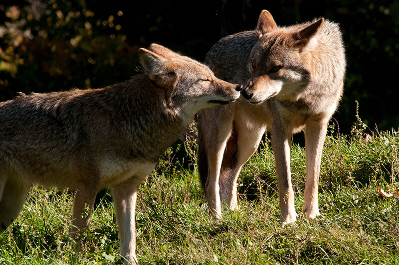 Découvrez le coyote | Parc Oméga