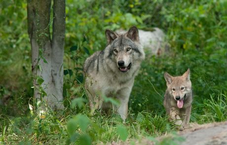 Discover the gray wolf | Parc Oméga