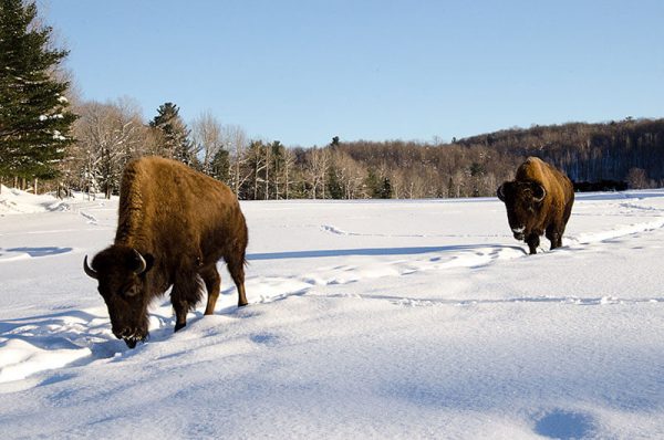 Découvrez le bison | Parc Oméga