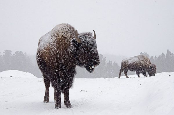 Discover the bison | Parc Omega