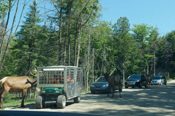 CAR TRAIL – Parc Omega