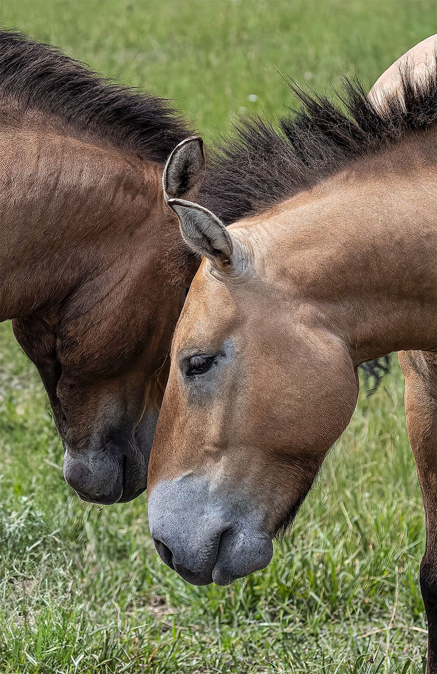 Parc Omega