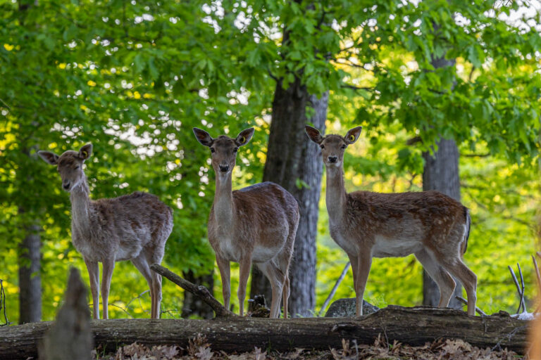 Sleep in our accommodations | Parc Omega