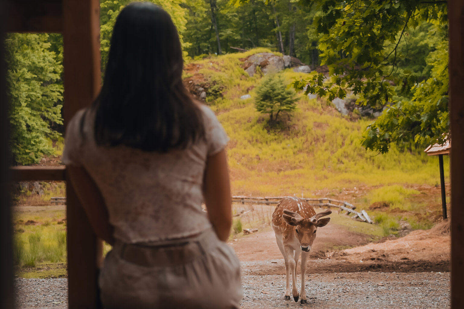Dormez avec les loups | Parc Oméga