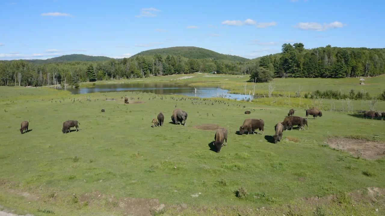 Découvrez le bison | Parc Oméga